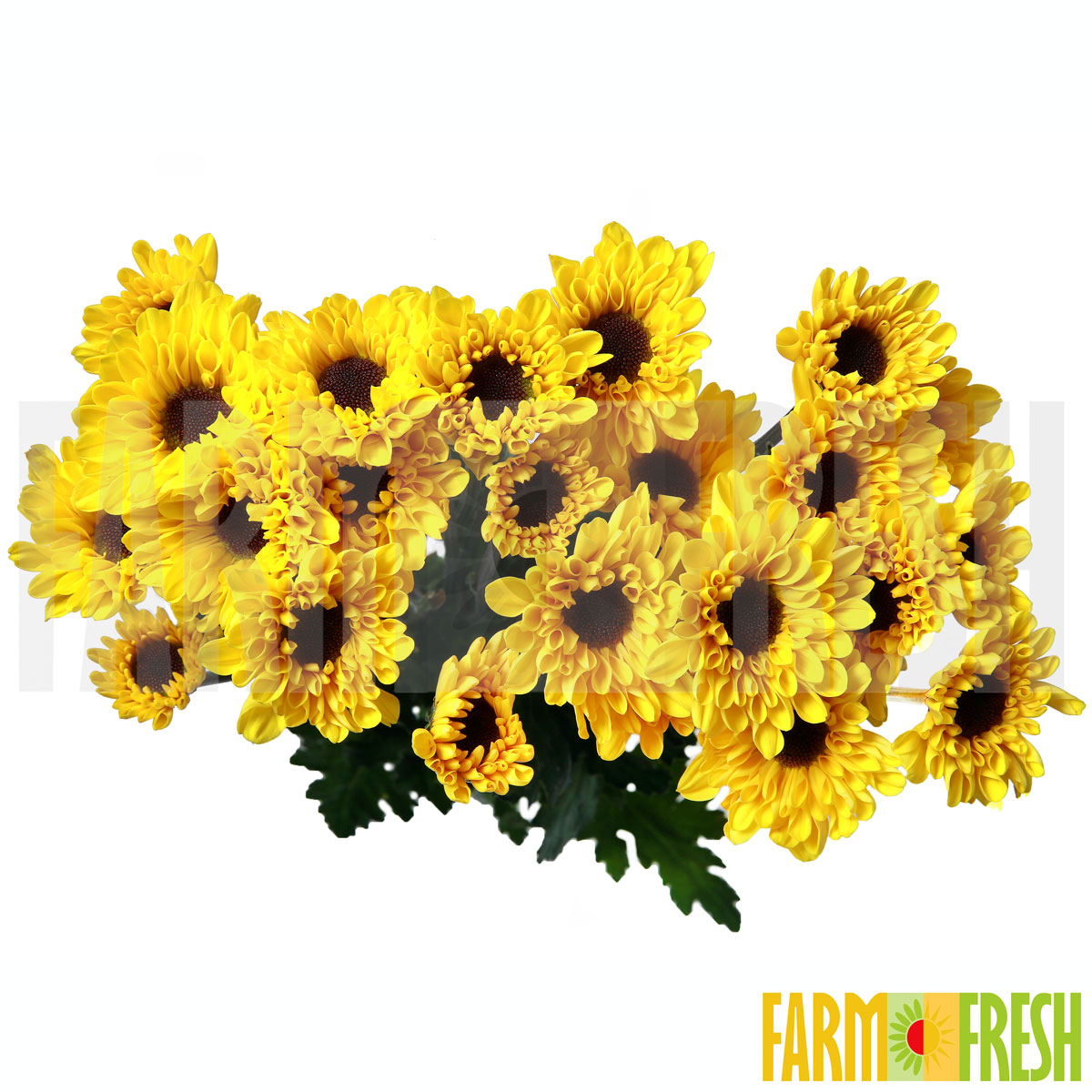 Pompoms - Farm Fresh Flower