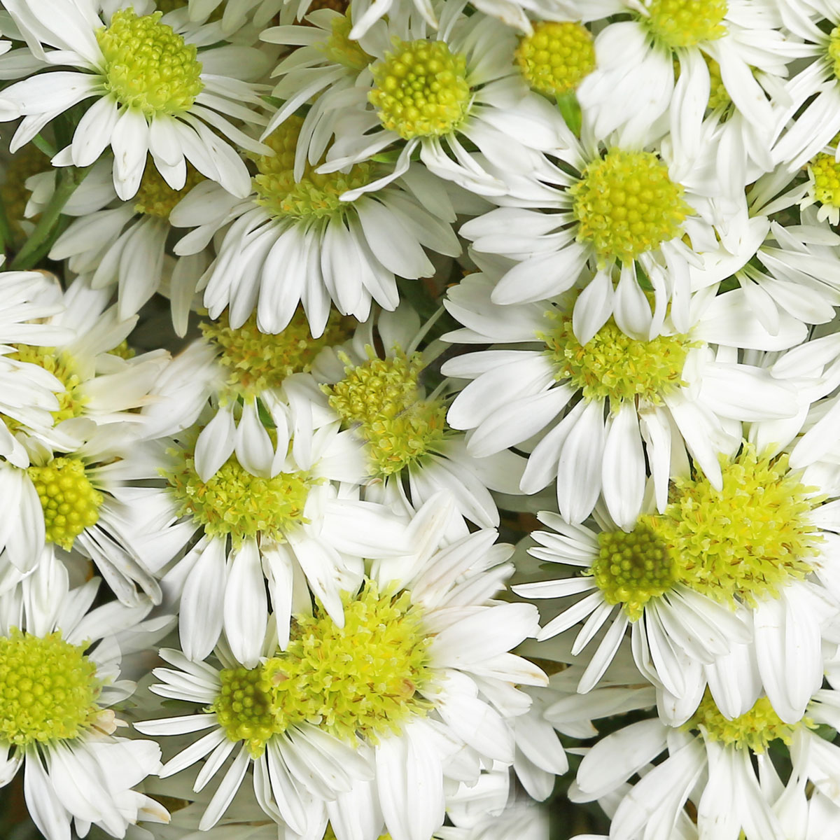 Aster - Farm Fresh Flower