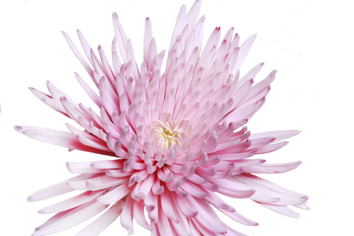 DISBUDS/MUMS - Farm Fresh Flower